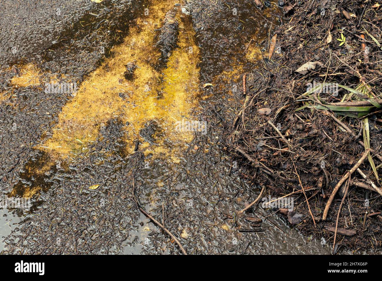 branches and garbage on river bank Stock Photo - Alamy