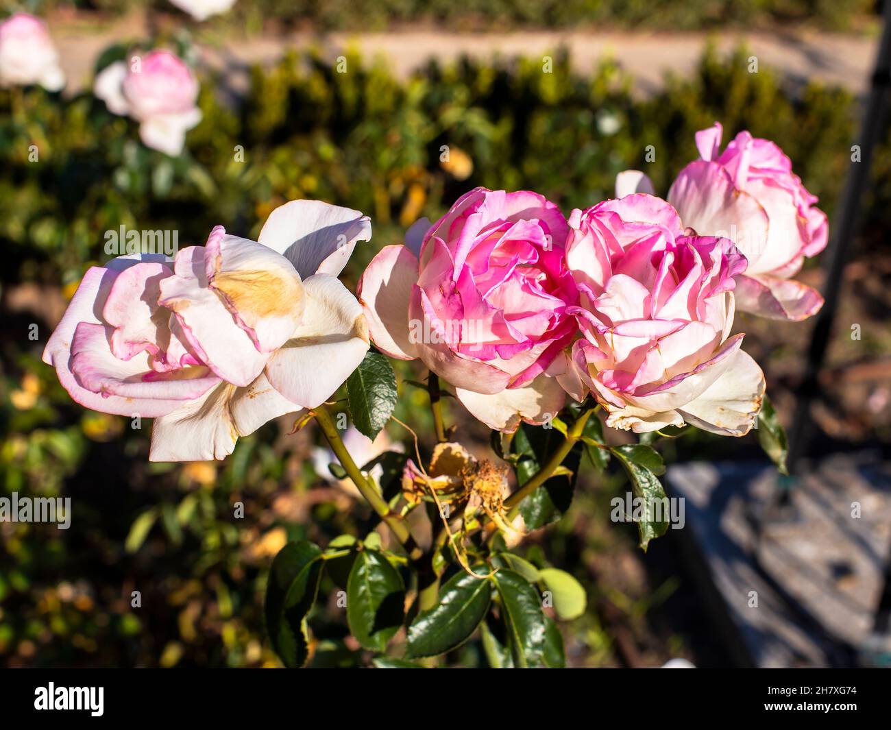 beautiful pink rose flowers flowering in the green garden Stock Photo ...