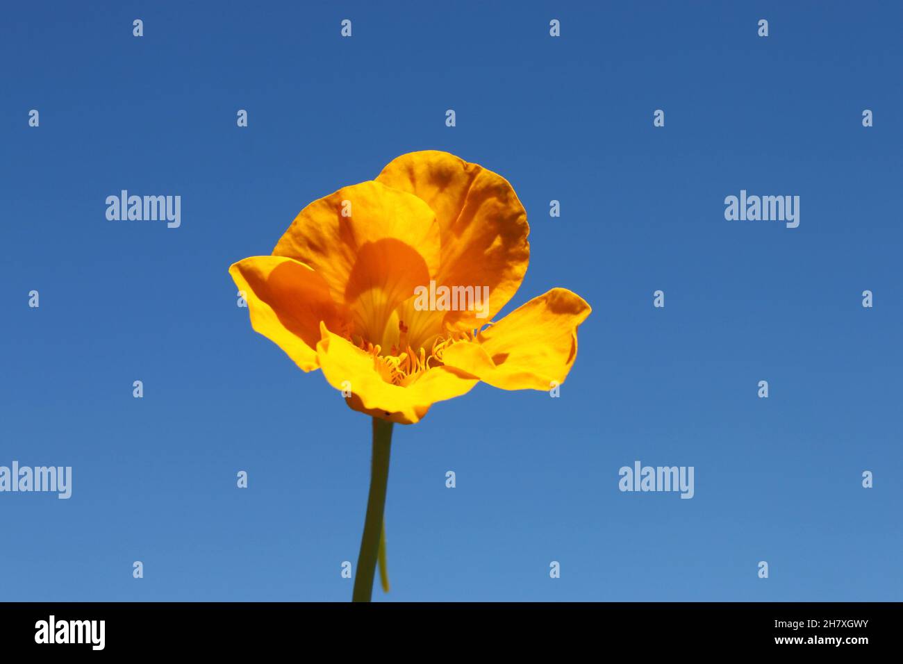the yellow flower of the watercress plant against the blue sky Stock ...