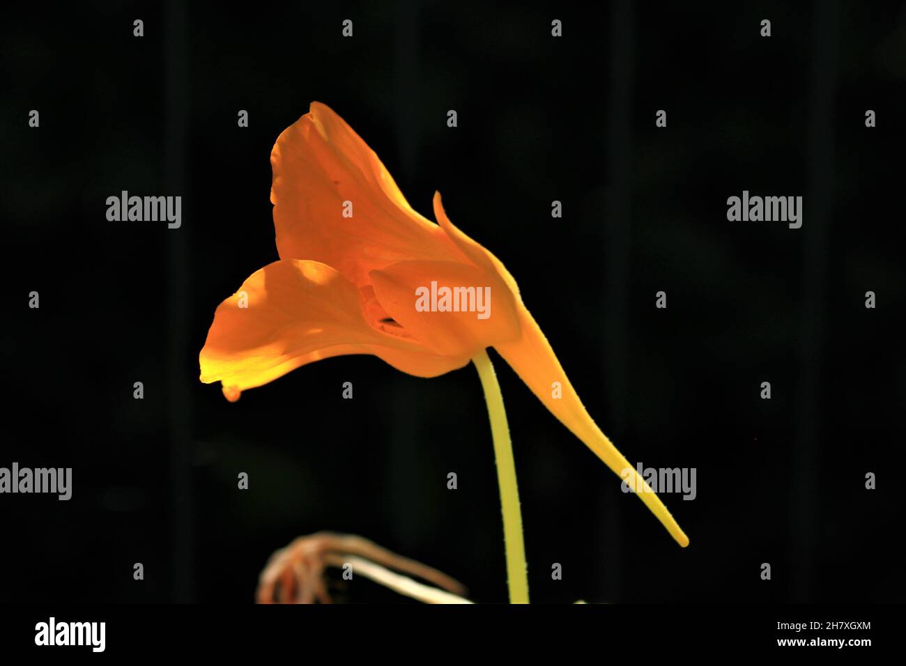 the yellow flower of the watercress plant Stock Photo - Alamy