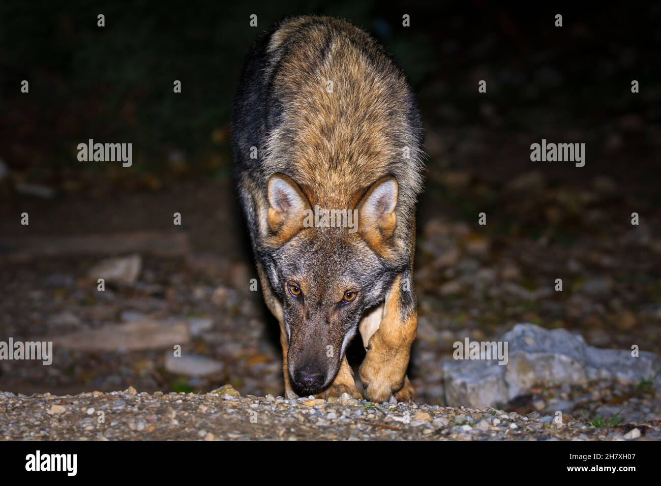 Grey wolf - Canis lupus free on the Greek mountain Parnitha walking at ...