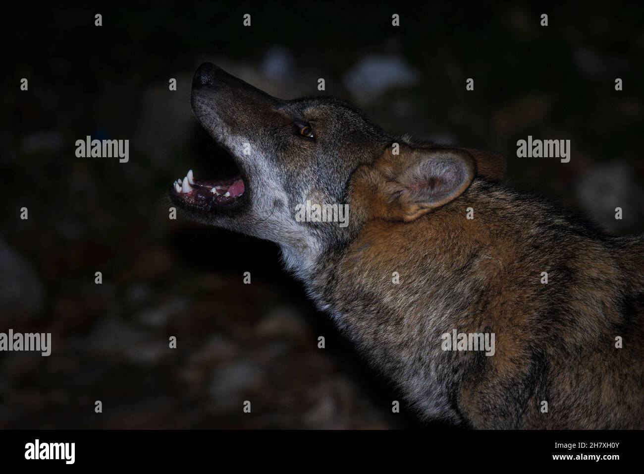 Grey wolf - Canis lupus free on the Greek mountain Parnitha walking at ...