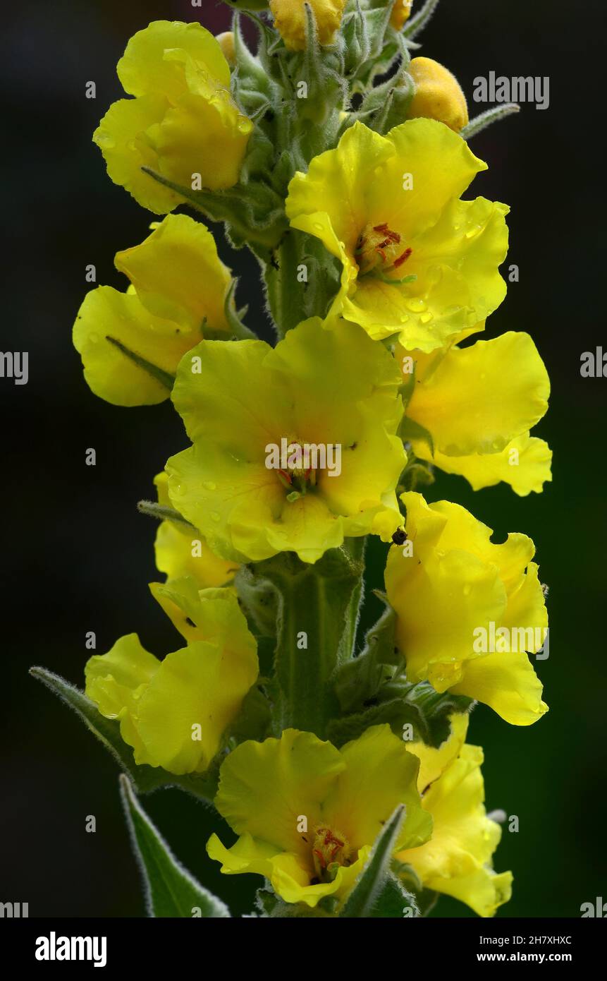 portrait of great mullein flower spike Stock Photo - Alamy
