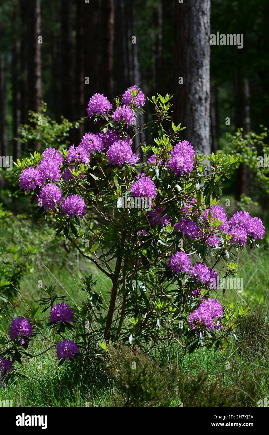Wild rhododendron shrub in flower. Studland, Dorset, UK May Stock Photo ...