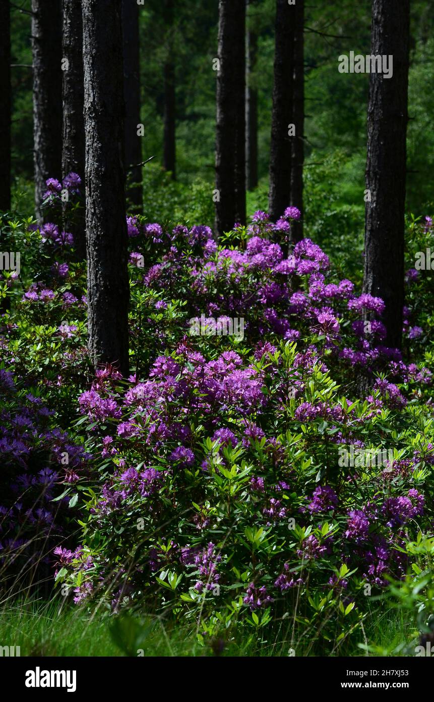 Wild rhododendron shrub in flower. Studland, Dorset, UK May Stock Photo ...
