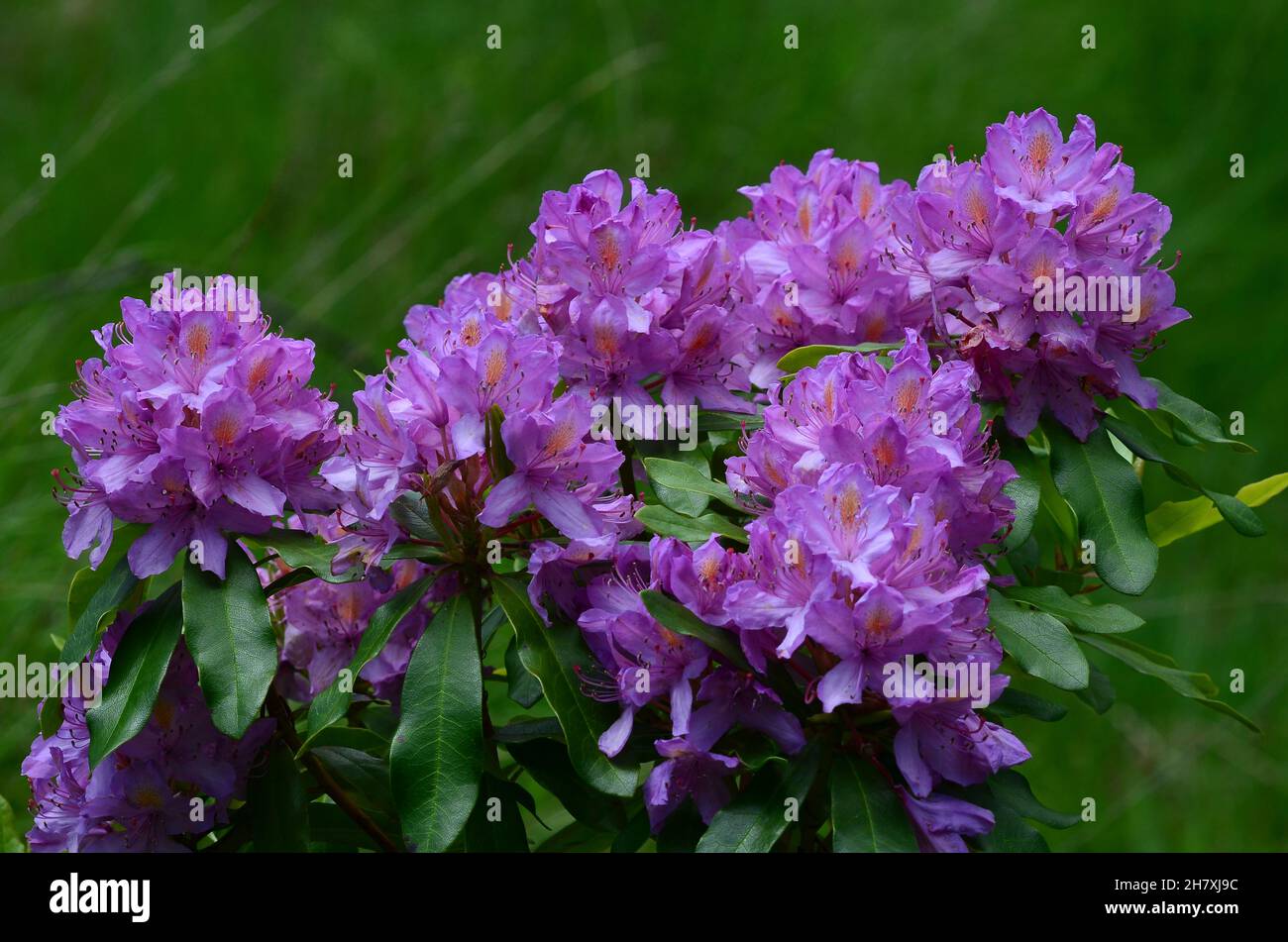 Wild rhododendron shrub in flower. Studland, Dorset, UK May Stock Photo ...