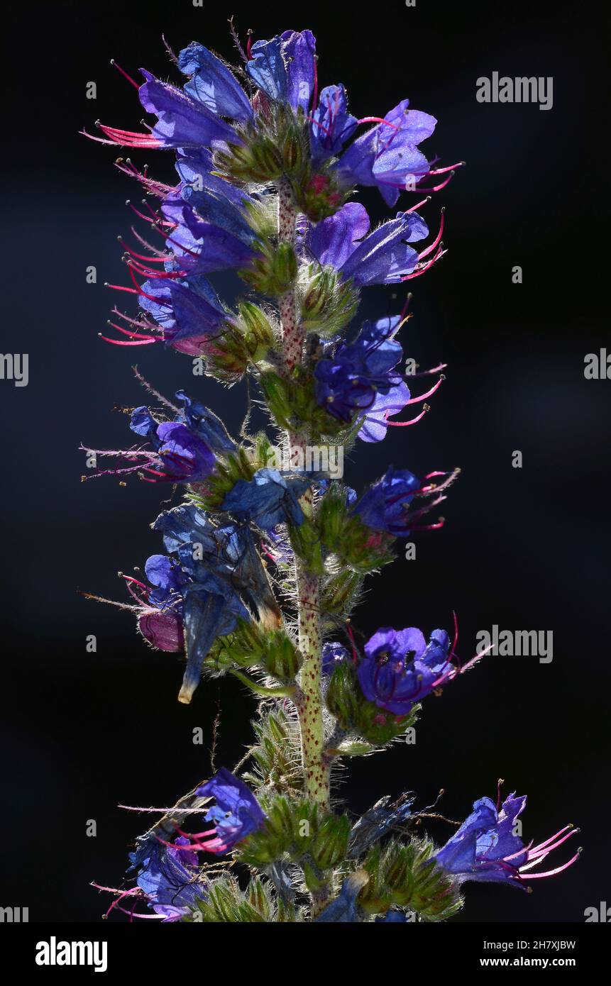 Portrait of viper's bugloss flower spike in bloom Stock Photo - Alamy