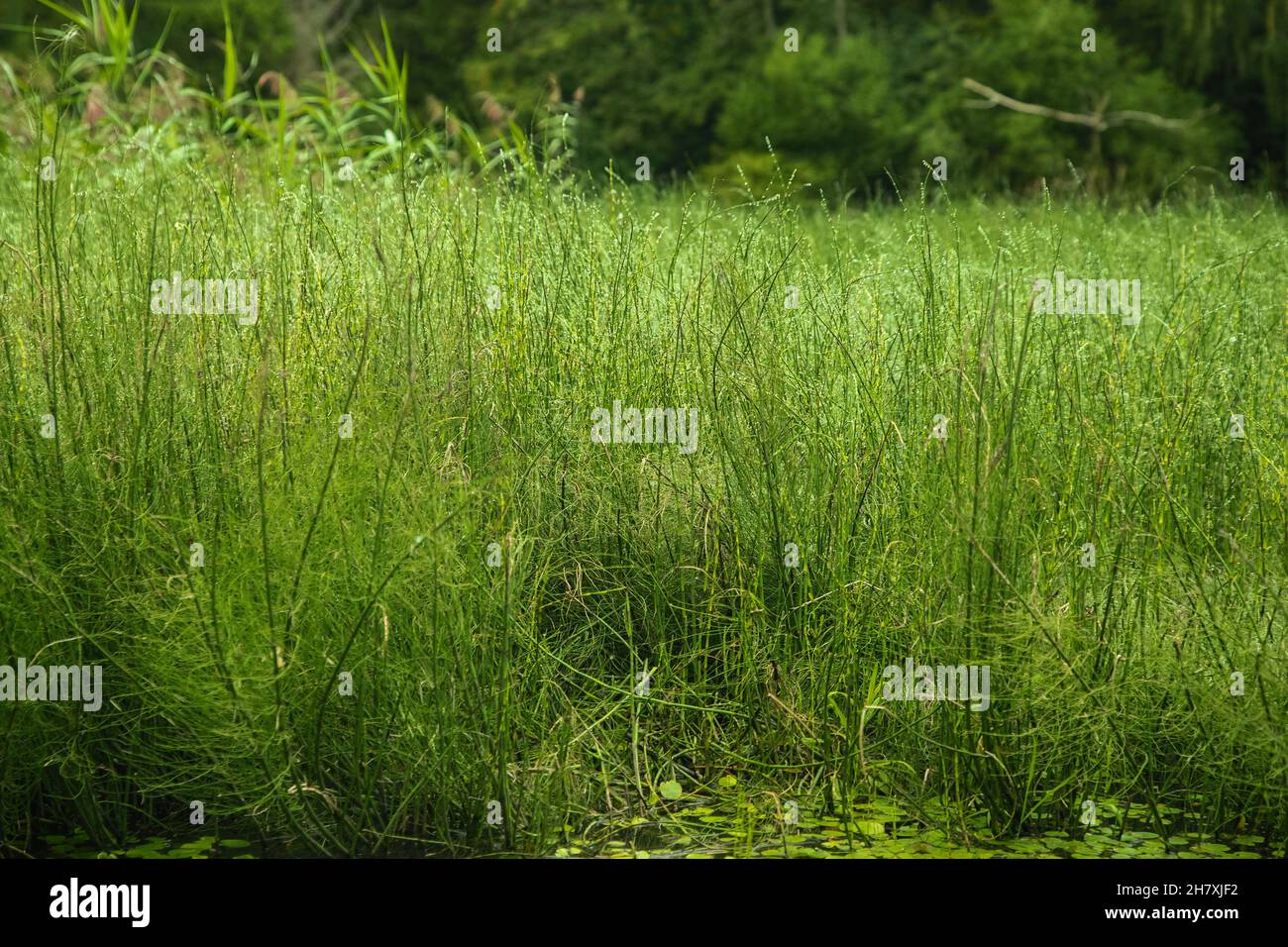 Water plants on the surface of the river, summer forest landscape Stock ...
