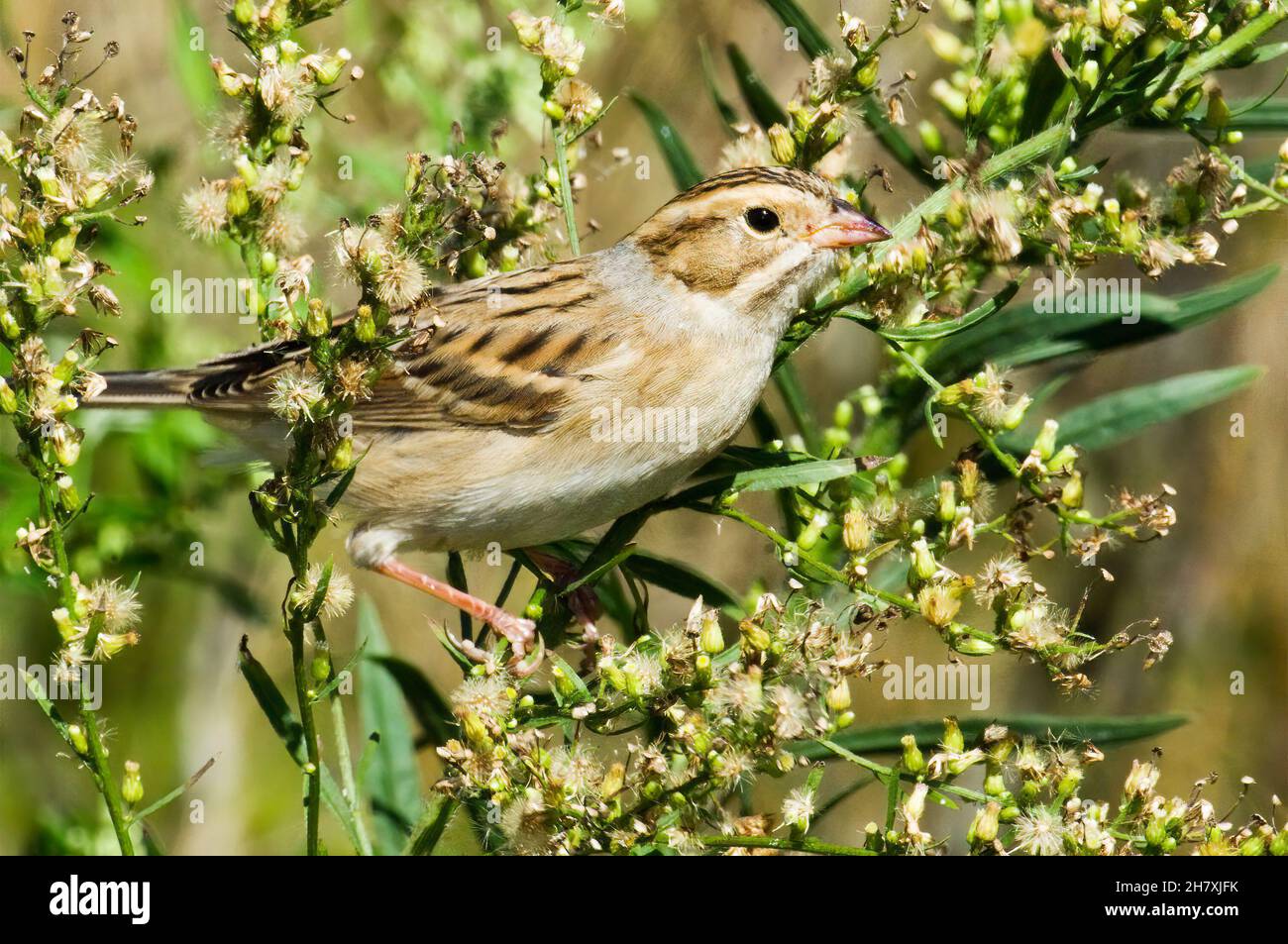 Clay colored sparrow hi-res stock photography and images - Alamy