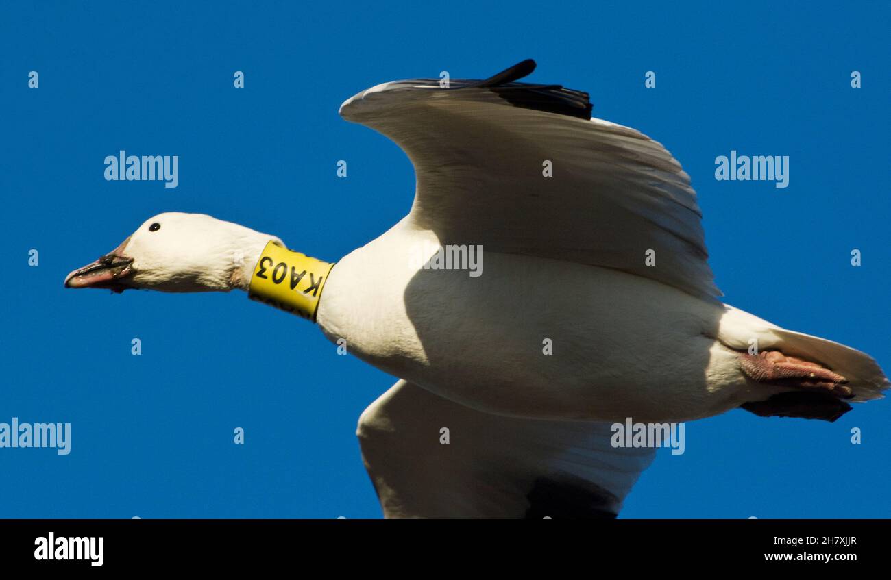 Snow goose in flight with banded neckband I.D Stock Photo - Alamy