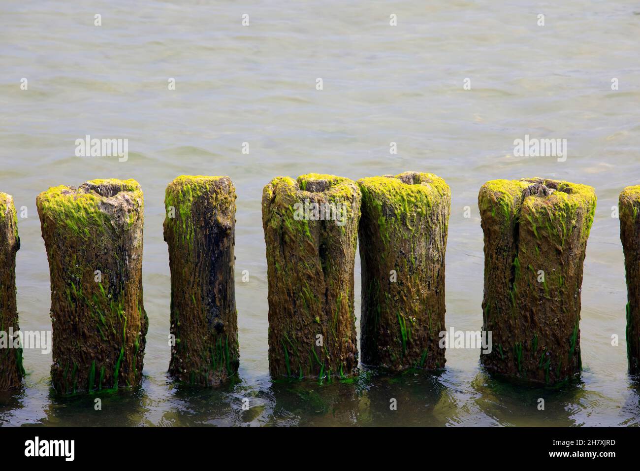 These old and algae overgrown poles are the breakwater. These wooden ...
