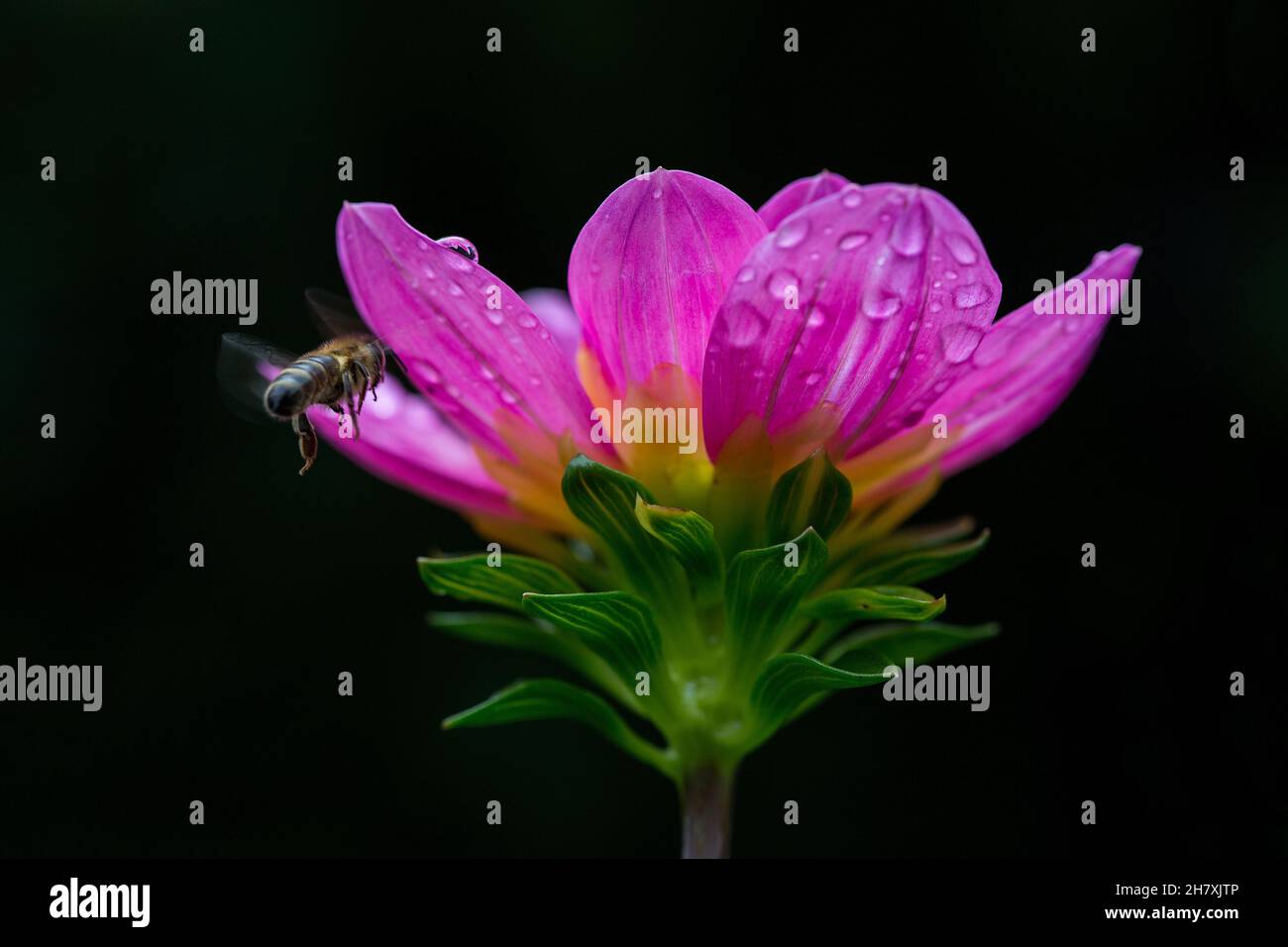 Pink flower and hover fly in flight Stock Photo - Alamy
