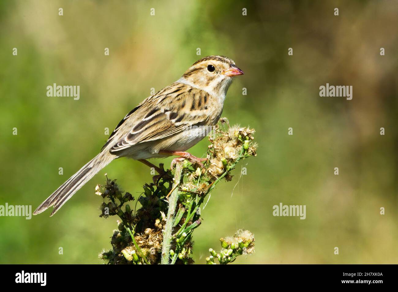Clay colored sparrow hi-res stock photography and images - Alamy
