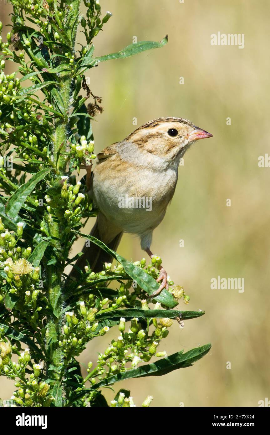 Clay colored sparrow hi-res stock photography and images - Alamy