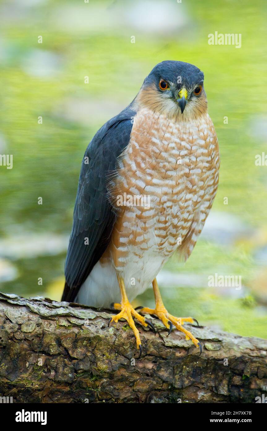 Adult sharp-shinned hawk perched on log Stock Photo - Alamy