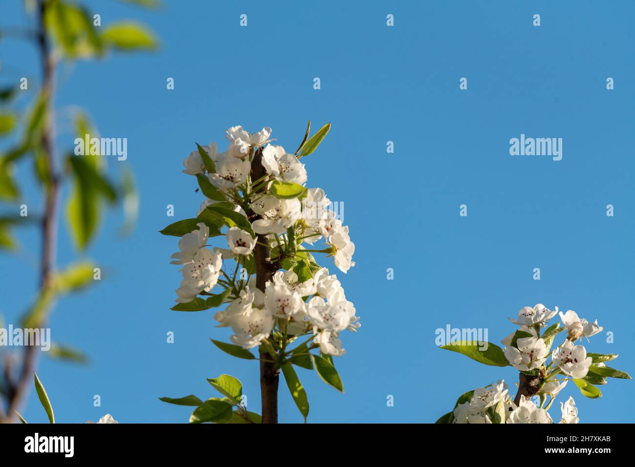 Flowering of a pear tree. A branch of a fruit tree with white flowers ...