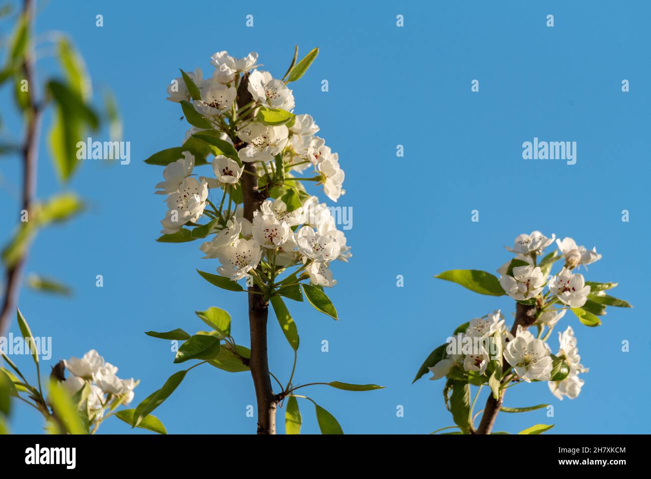 Flowering of a pear tree. A branch of a fruit tree with white flowers ...