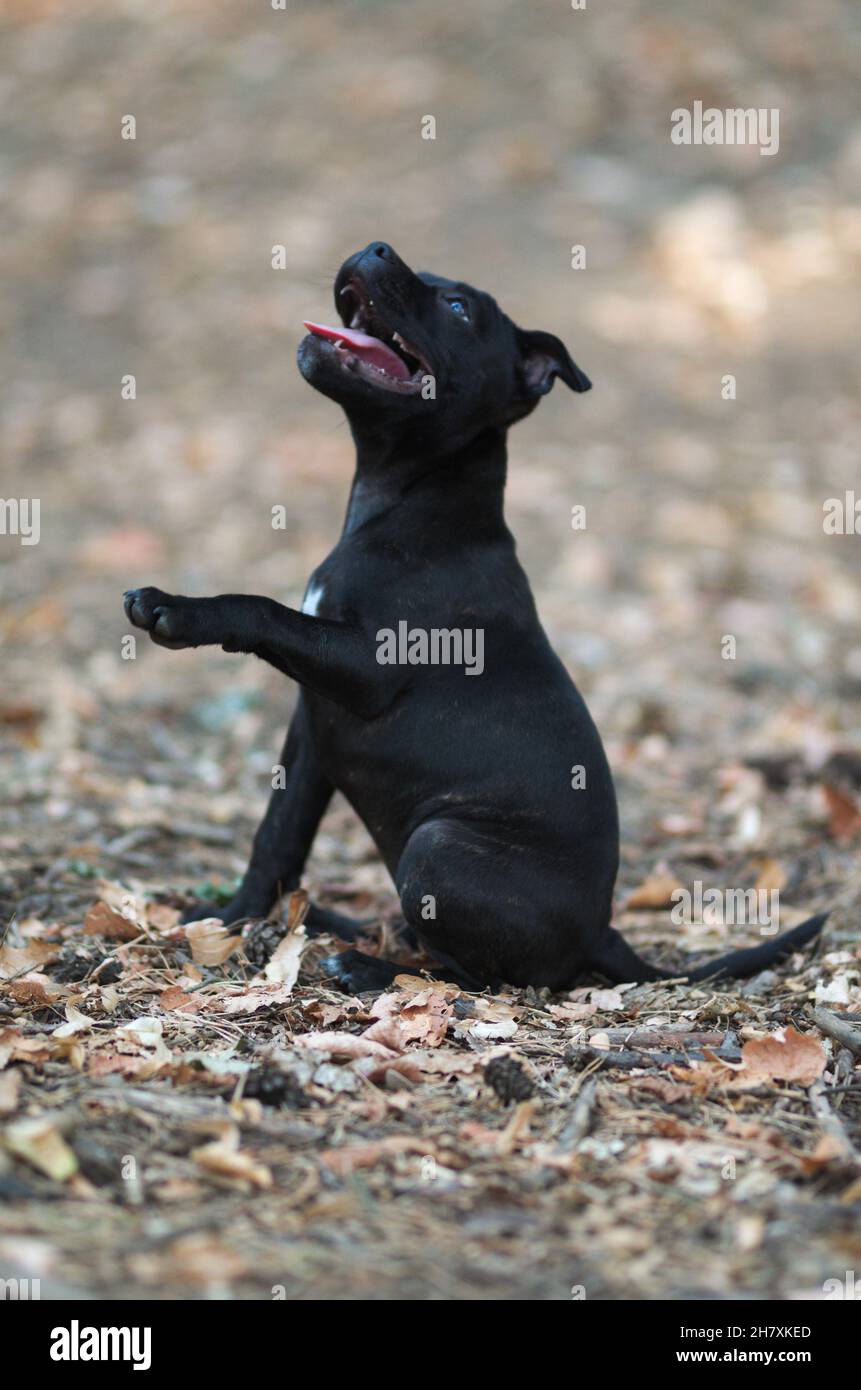 Sitting staffordshire bull terrier dog, portrait photo, dog handing a ...