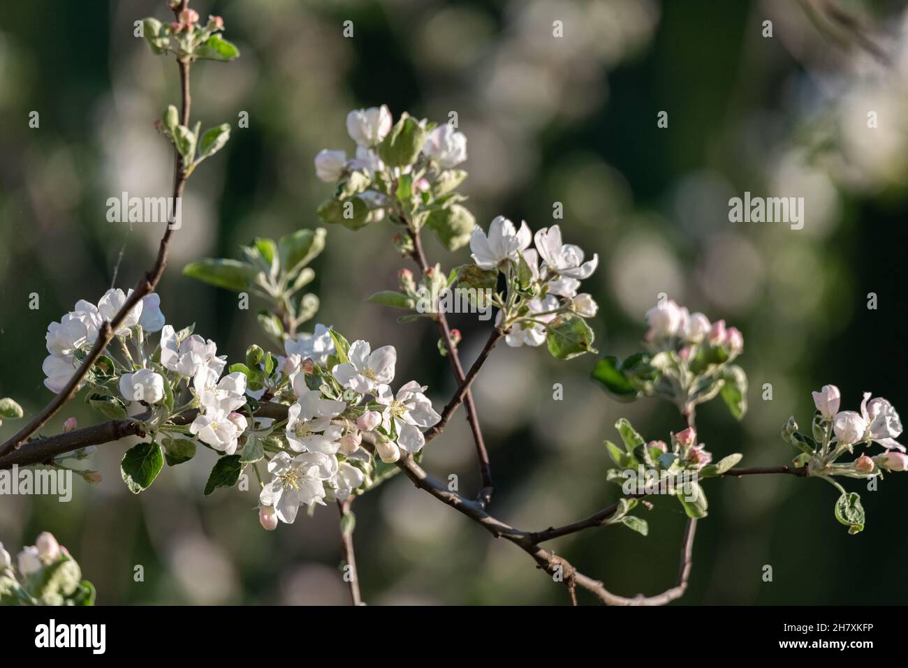 Flowering of a pear tree. A branch of a fruit tree with white flowers ...