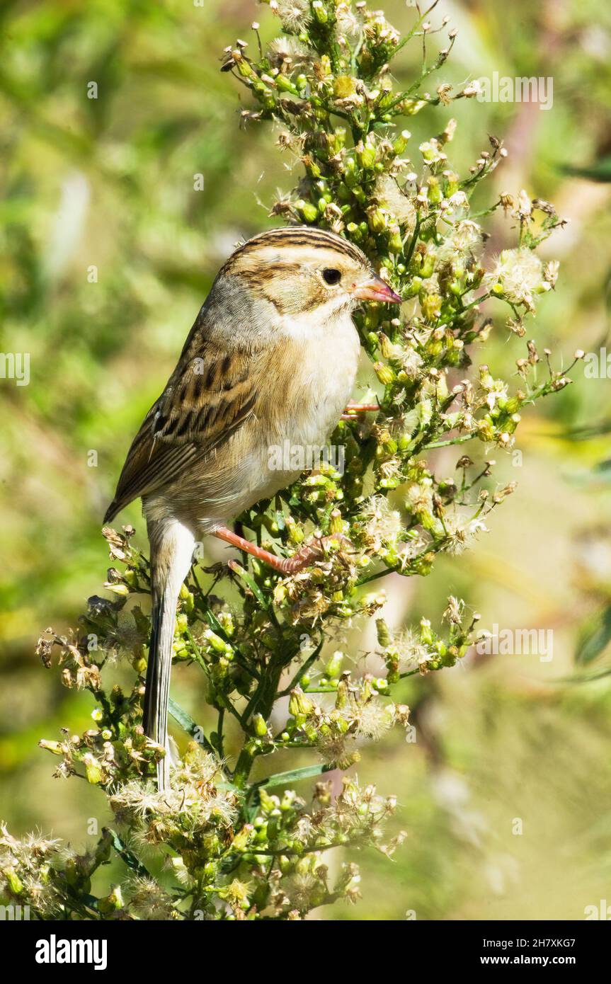 Clay-colored sparrow in autumn Stock Photo - Alamy