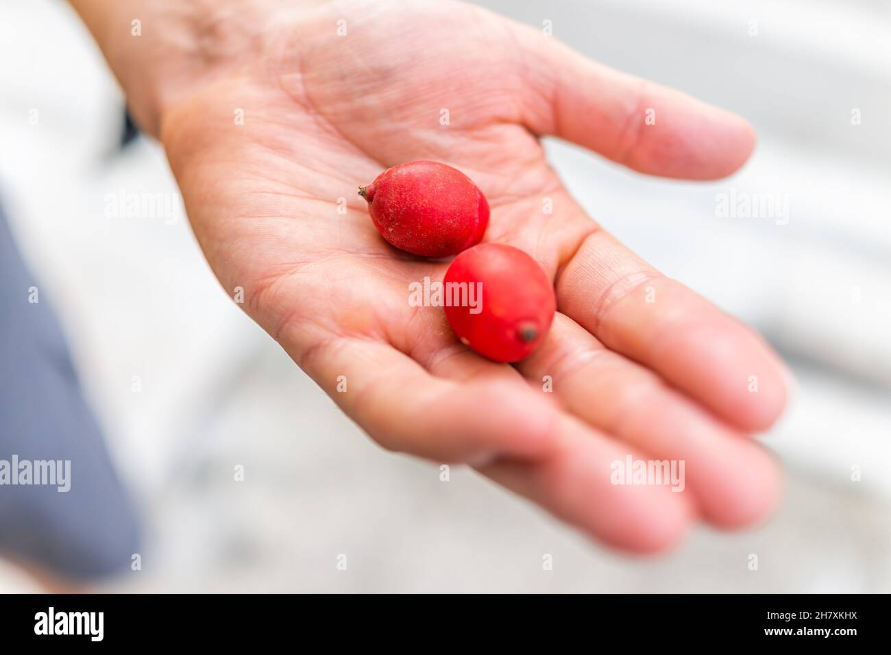 Fresh ripe red date palms fruit harvest hand holding two pieces macro ...