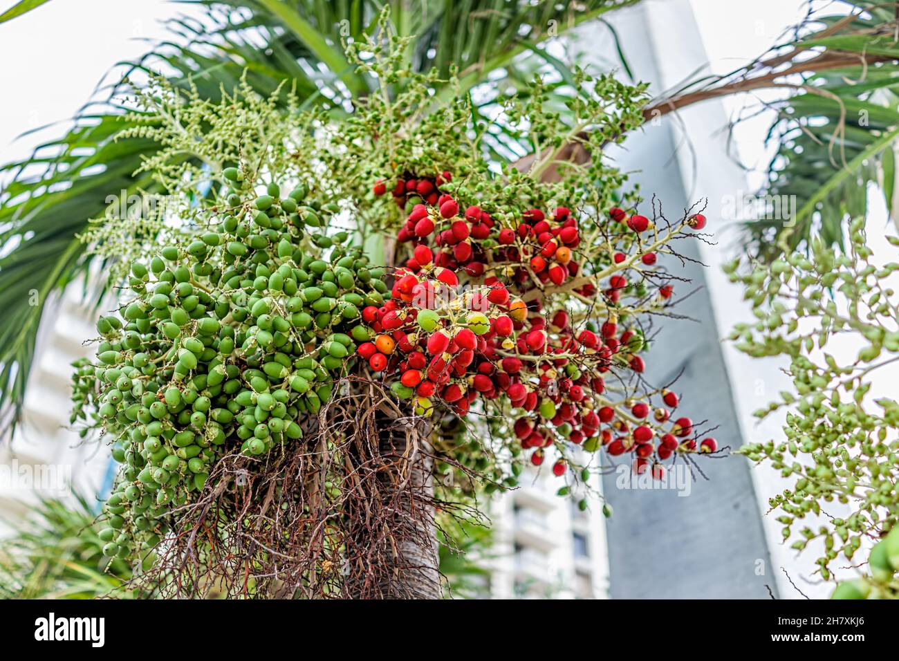 Fresh date palms fruits growing on tree in Miami, Florida with vibrant ...