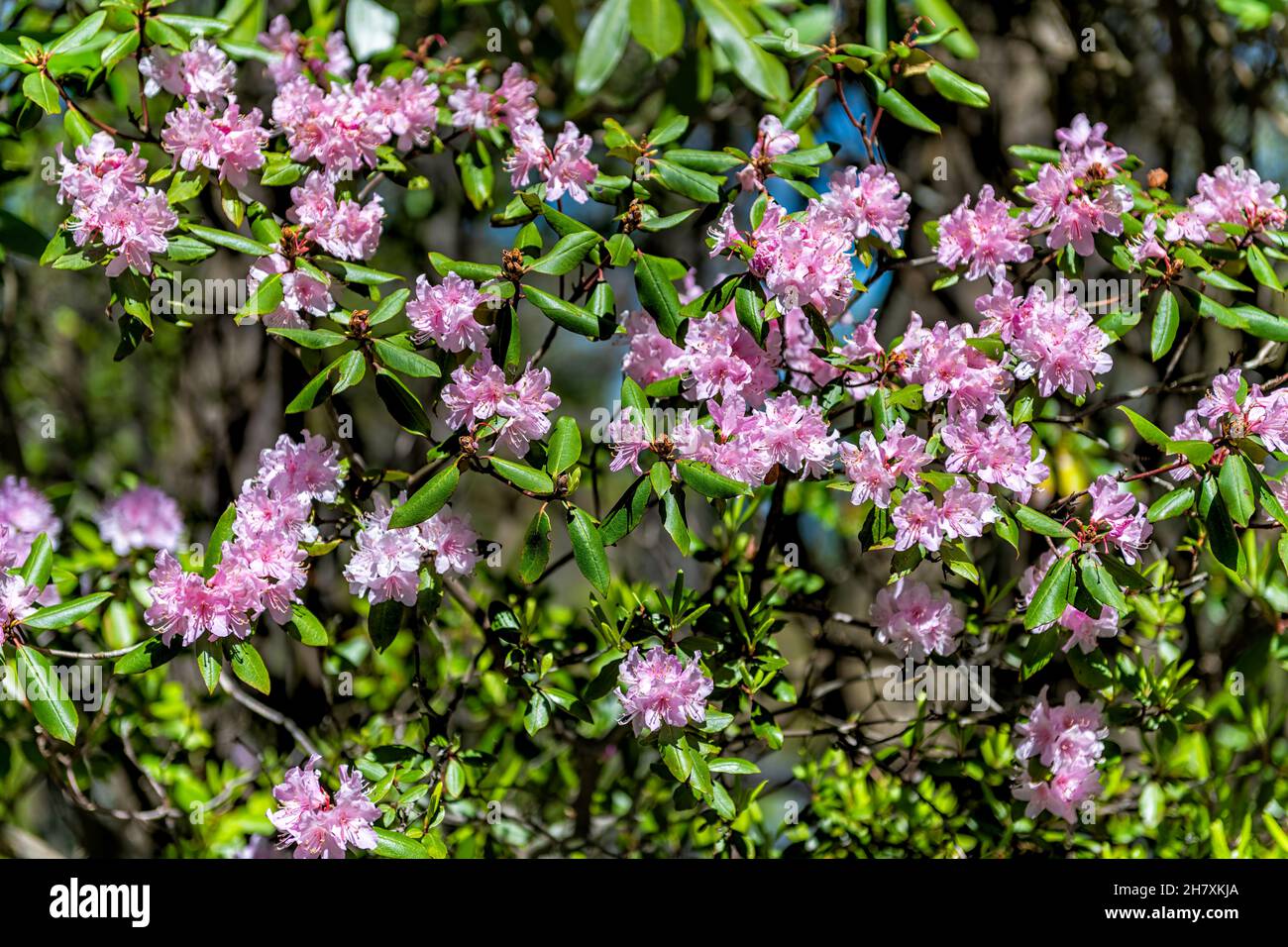 Blue azalea bush hi-res stock photography and images - Alamy