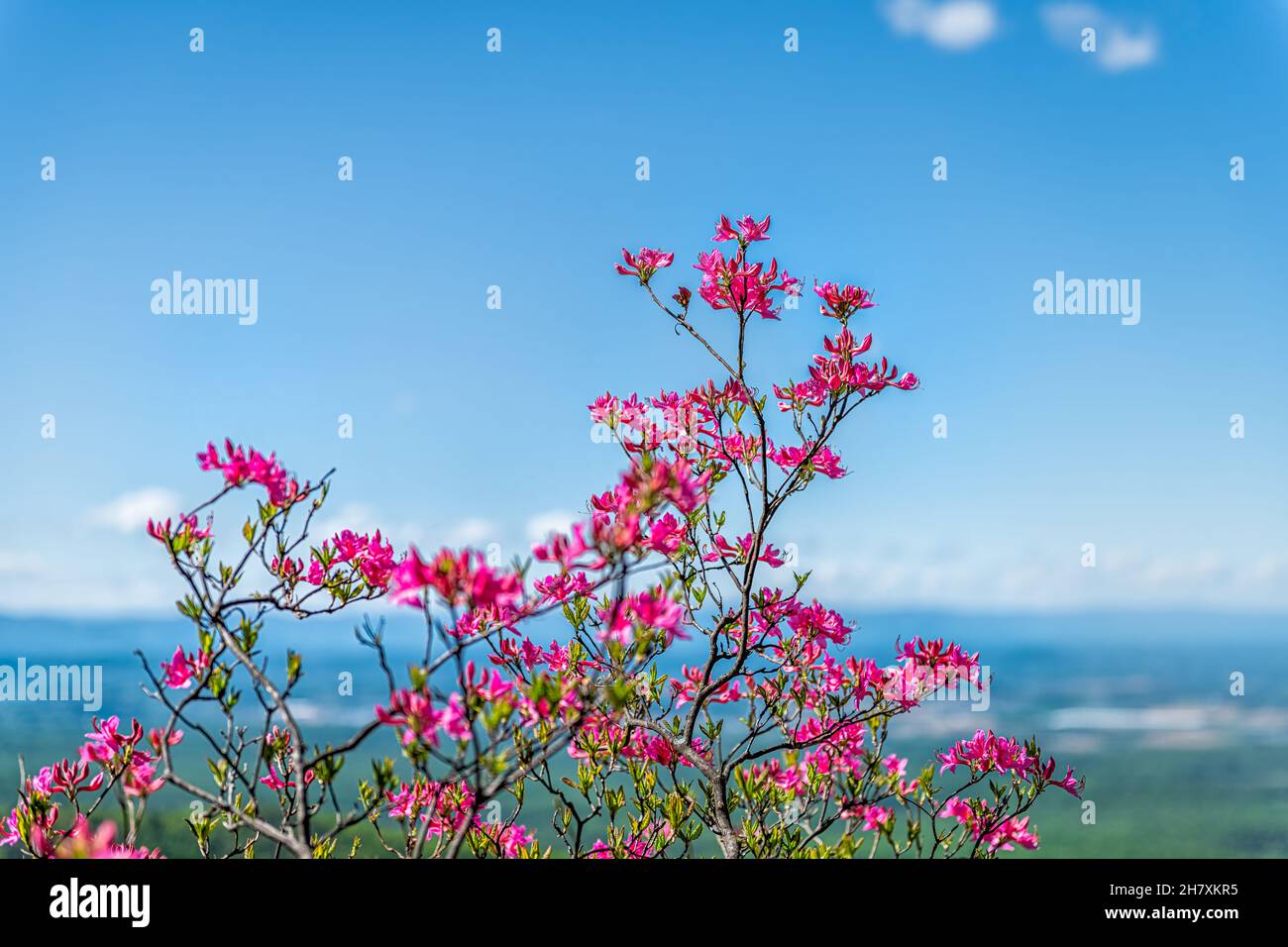 Pink rhododendron wild flowers colorful on bush in Blue Ridge Mountains ...