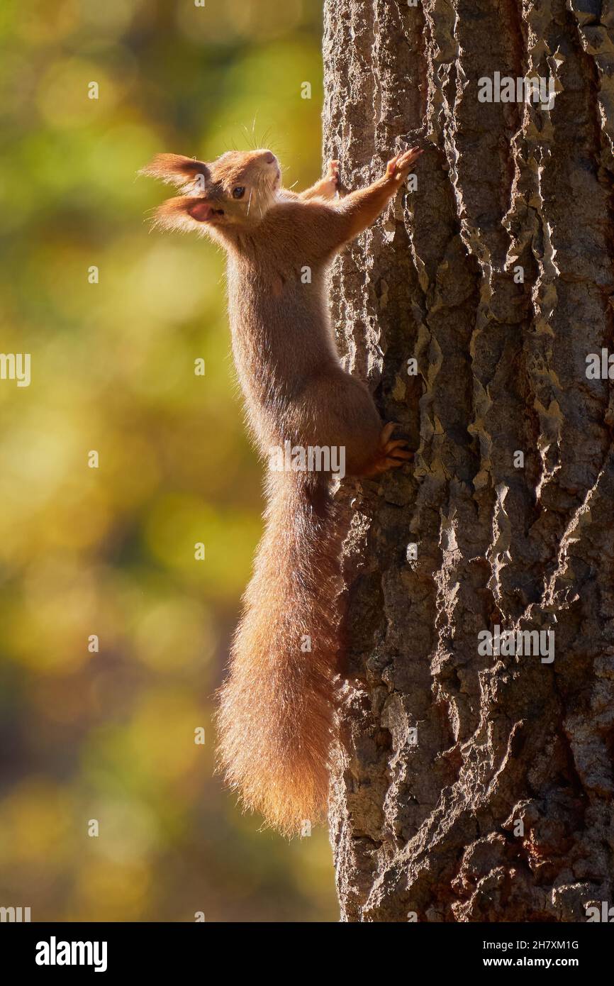 Eurasian red squirrel on a tree (Sciurus vulgaris Stock Photo - Alamy