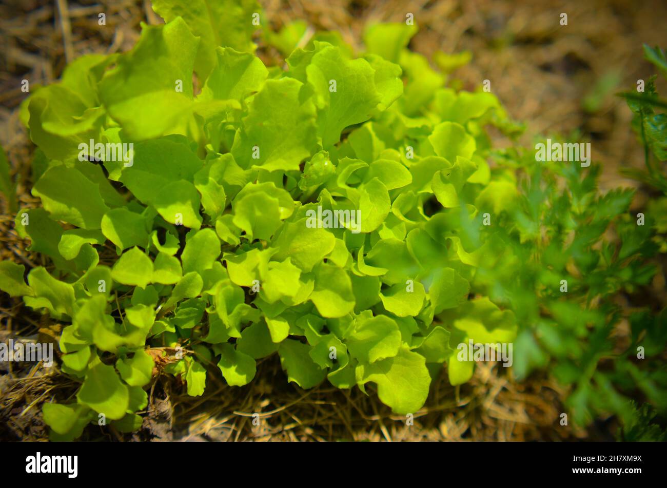 Fresh green lattuce salad or Lactuca growing in a garden ground Stock ...