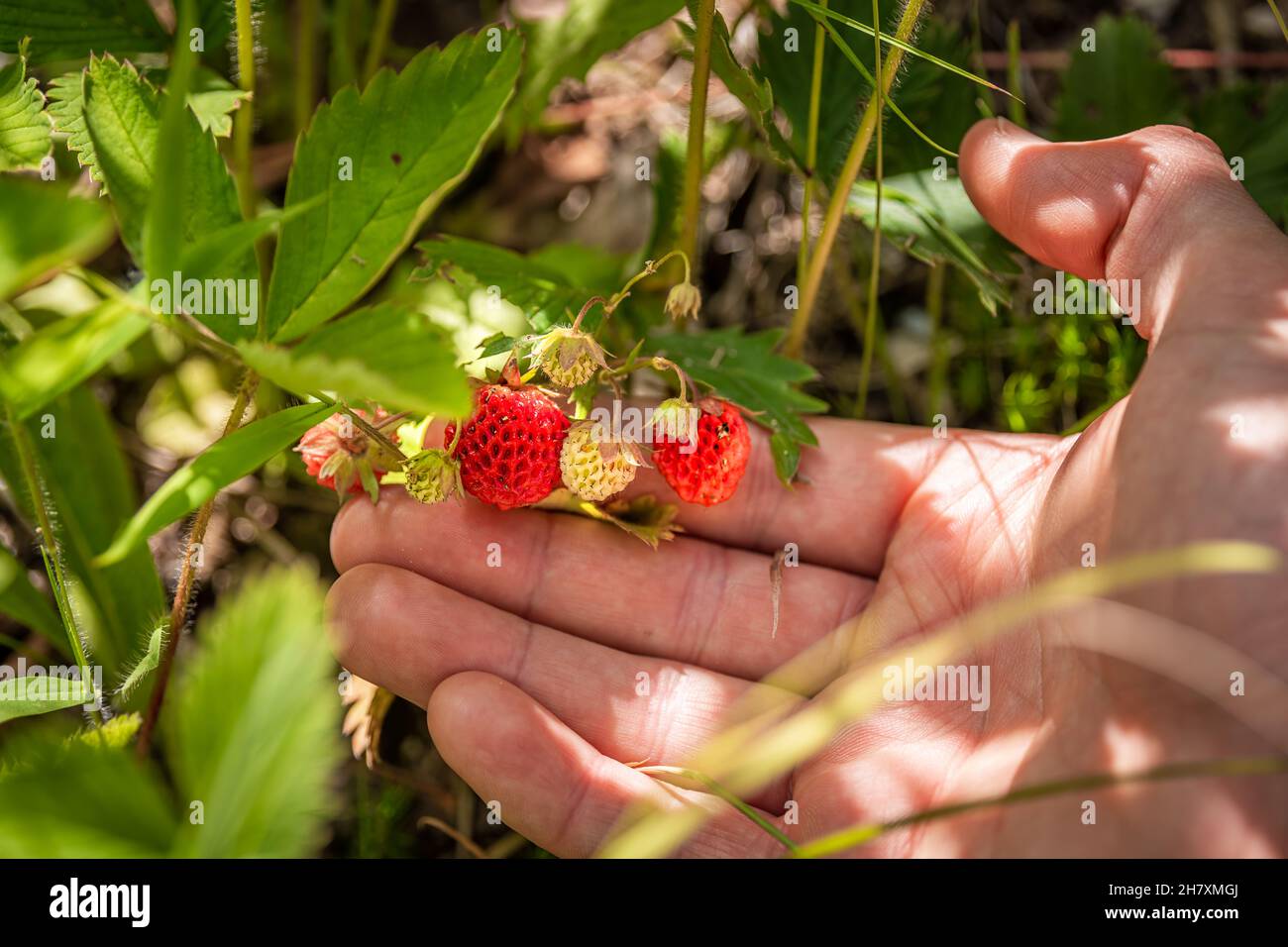 Strabwerry hi-res stock photography and images - Alamy