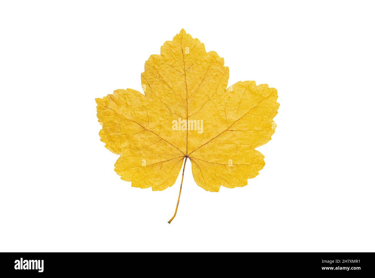 Beautiful yellow autumn leaf isolated on white background Stock Photo ...