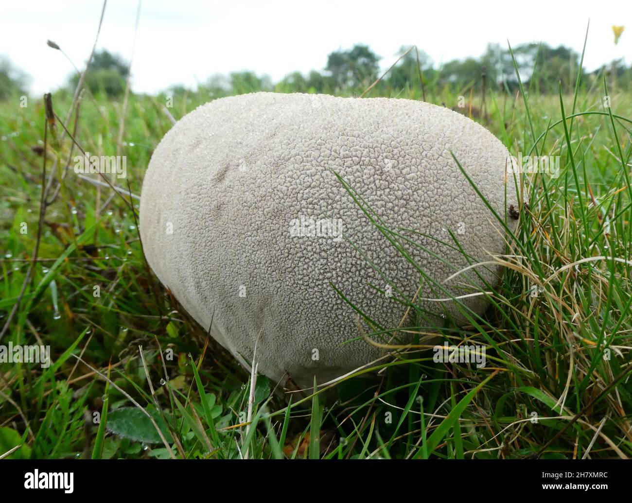 Mosaic Puffball or Calvatia utriformis is a large mushroom that grows ...