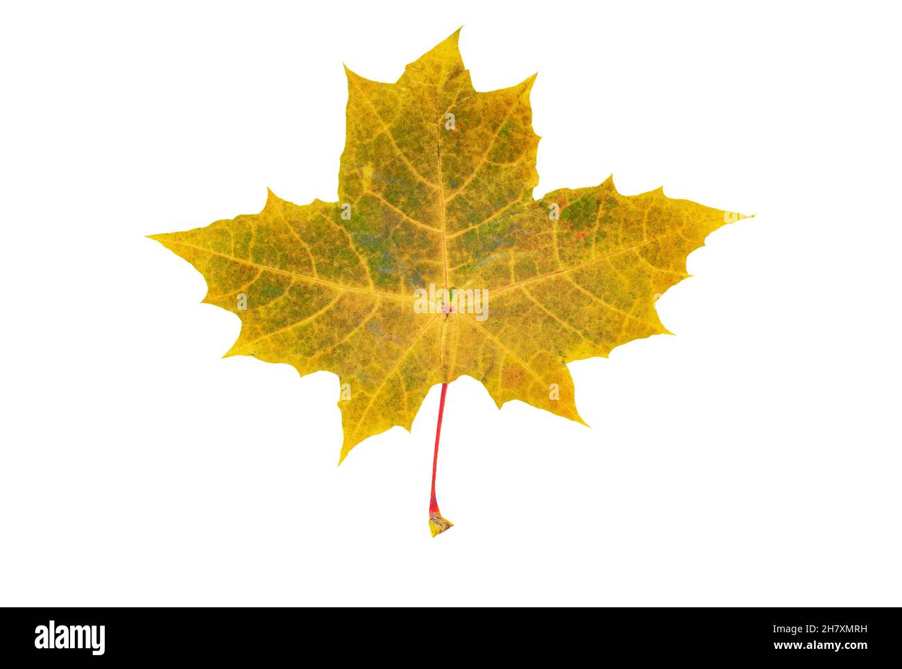 Beautiful yellow autumn leaf isolated on white background Stock Photo ...