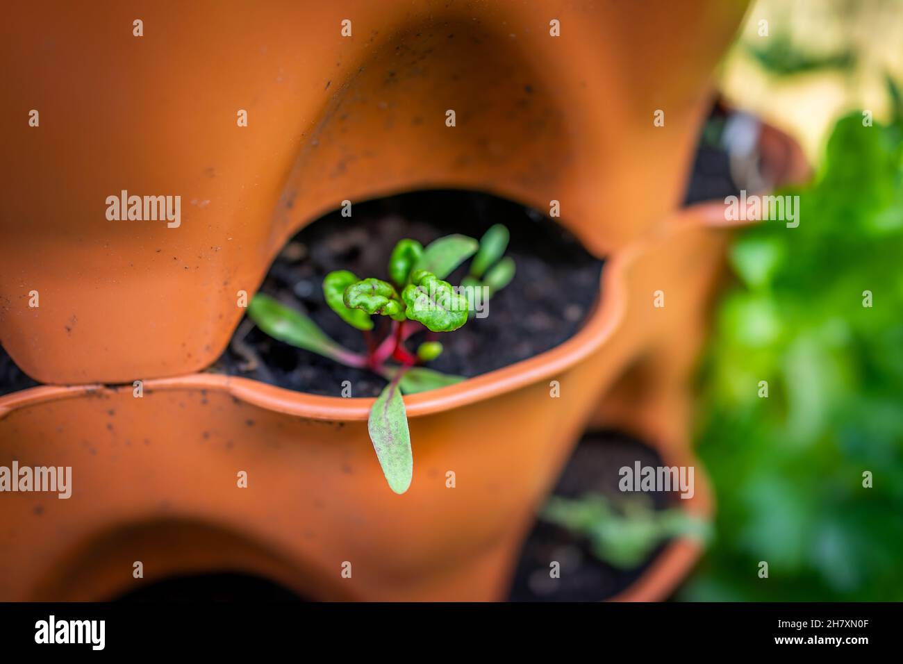 Closeup macro of young Perpetual Spinach swiss chard plant growing in ...