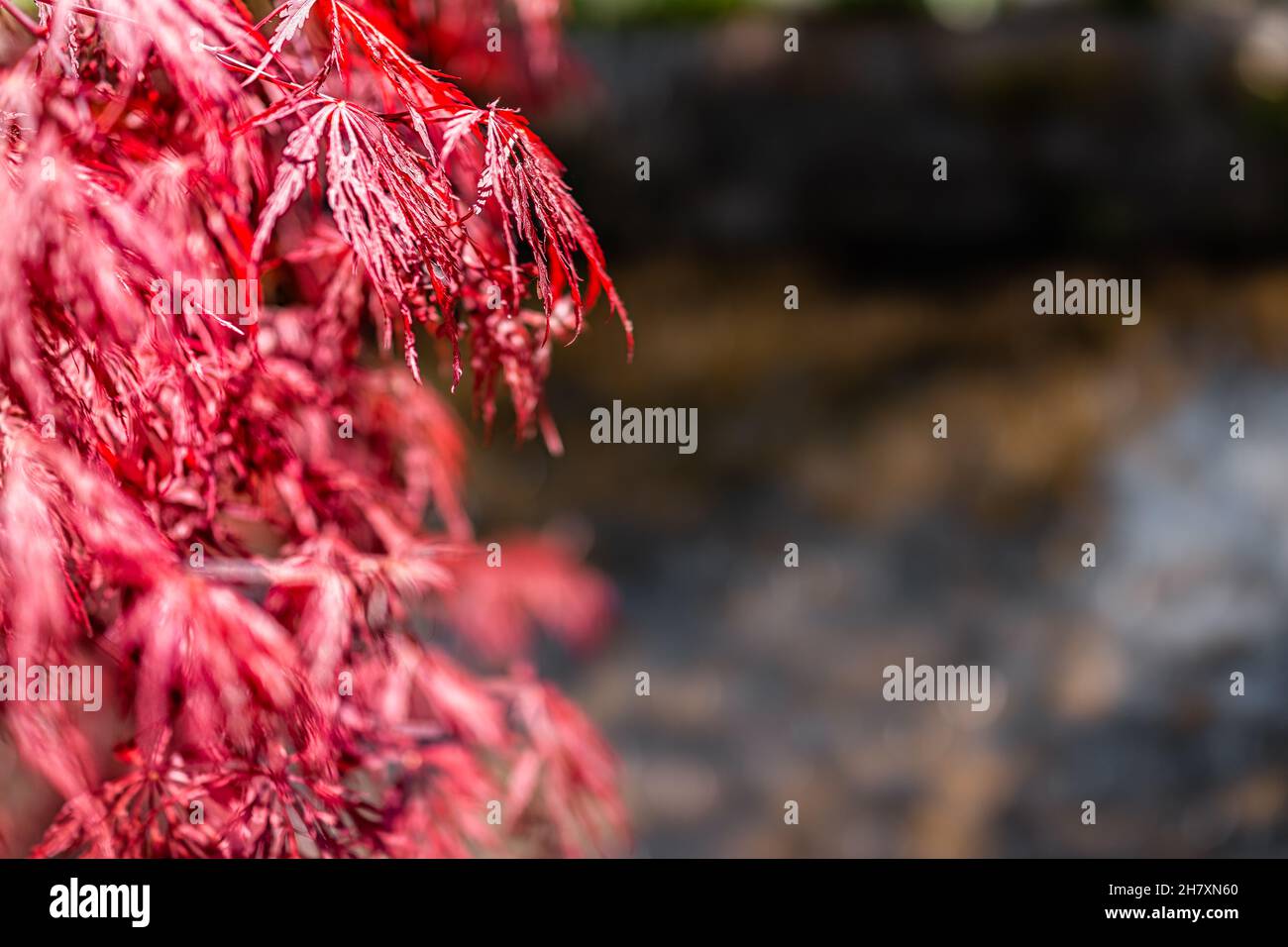 Red river maple hi-res stock photography and images - Alamy