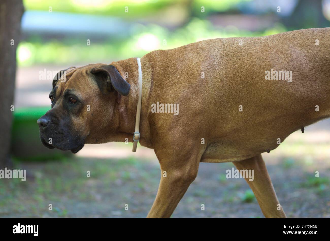 Bull mastiff puppy hi-res stock photography and images - Alamy