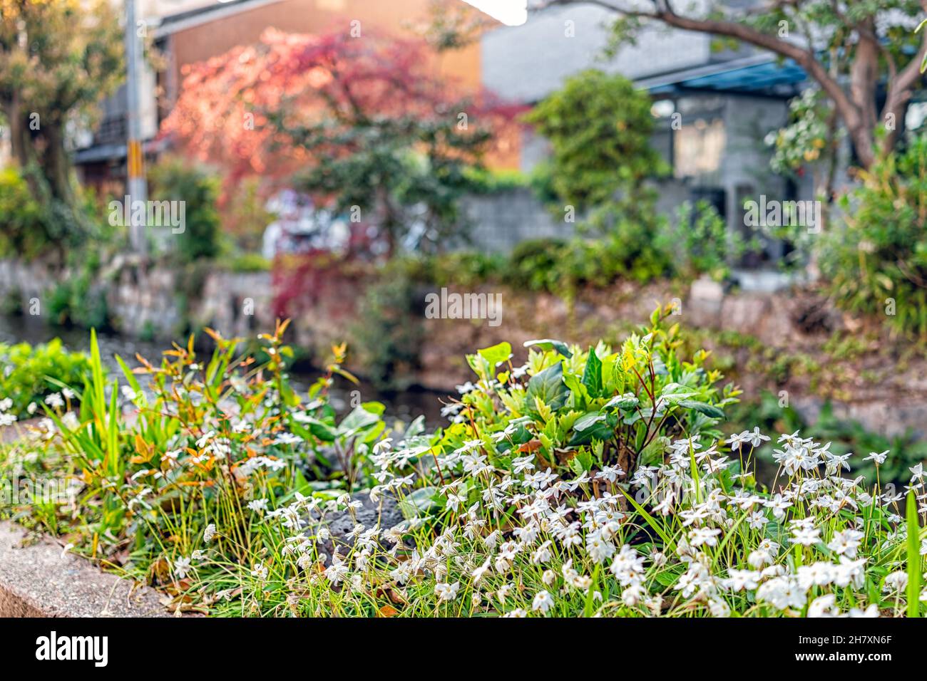 Takase river canal in Kyoto residential neighborhood in Shimogyo ward ...