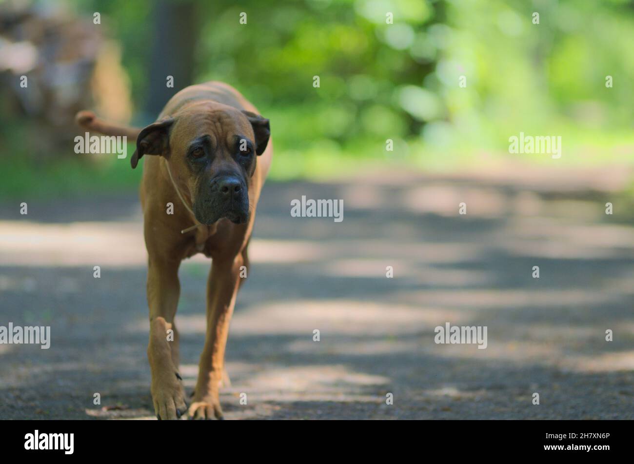 Bull Mastiff dog outdoor portrait walking on the ground Stock Photo - Alamy