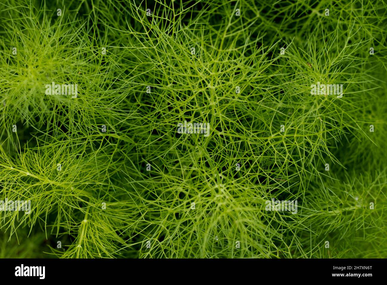 Foeniculum vulgare herb - green texture Stock Photo - Alamy