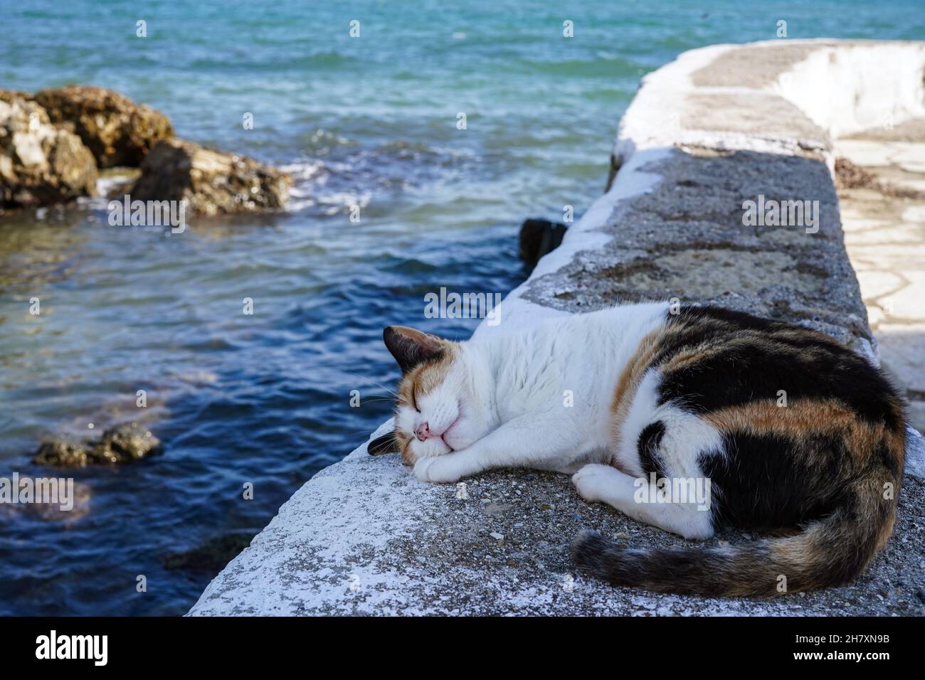 cute cat sleeping on the stone waterfront next to the Vlacherna ...