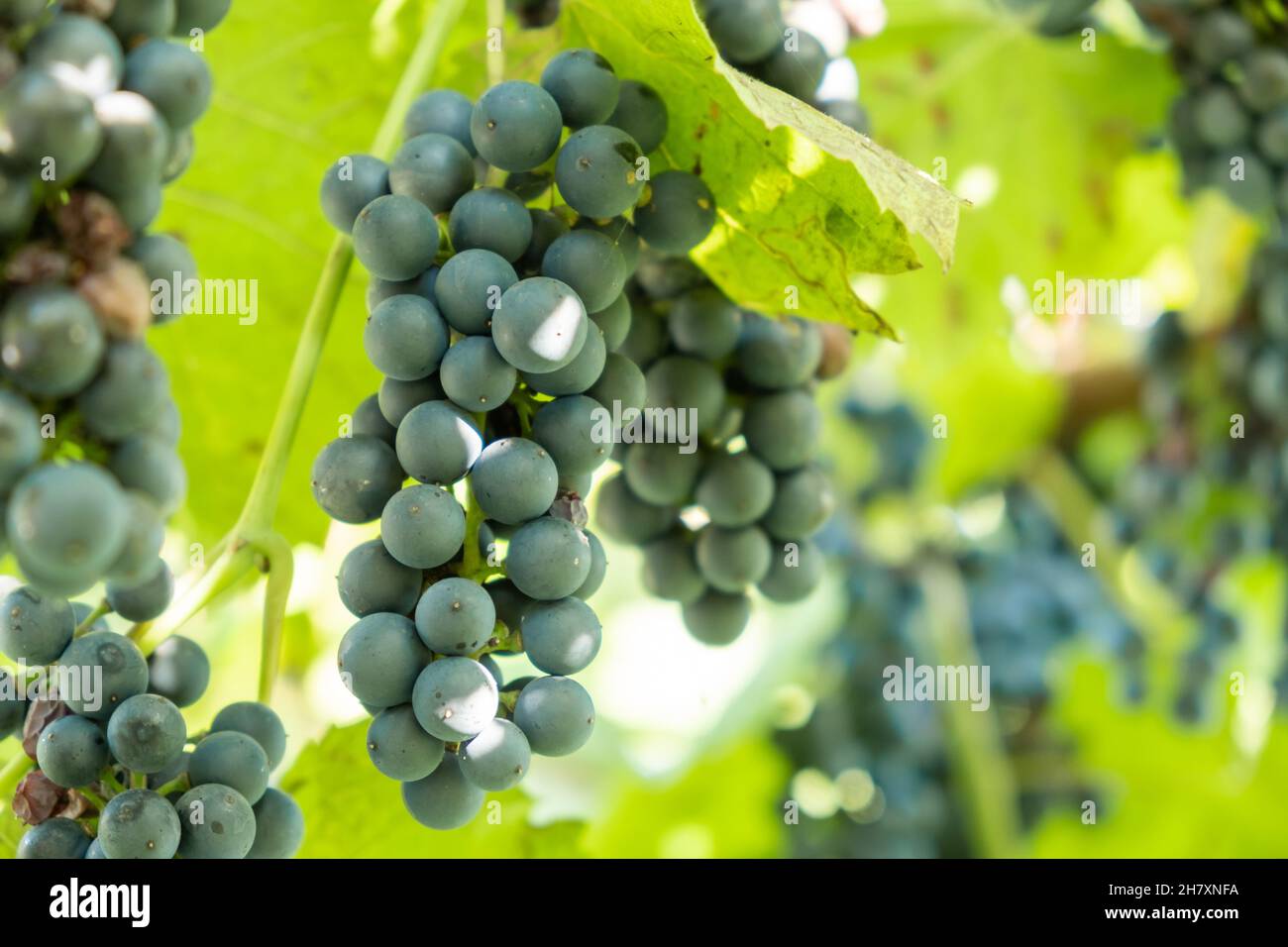 Bunches of black ripe grapes ripen on a branch before wine production ...