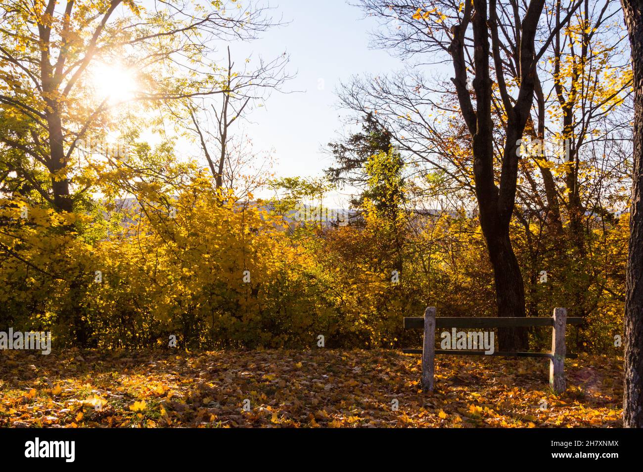 Autumn idyll with yellow leaves on trees and bench Stock Photo - Alamy
