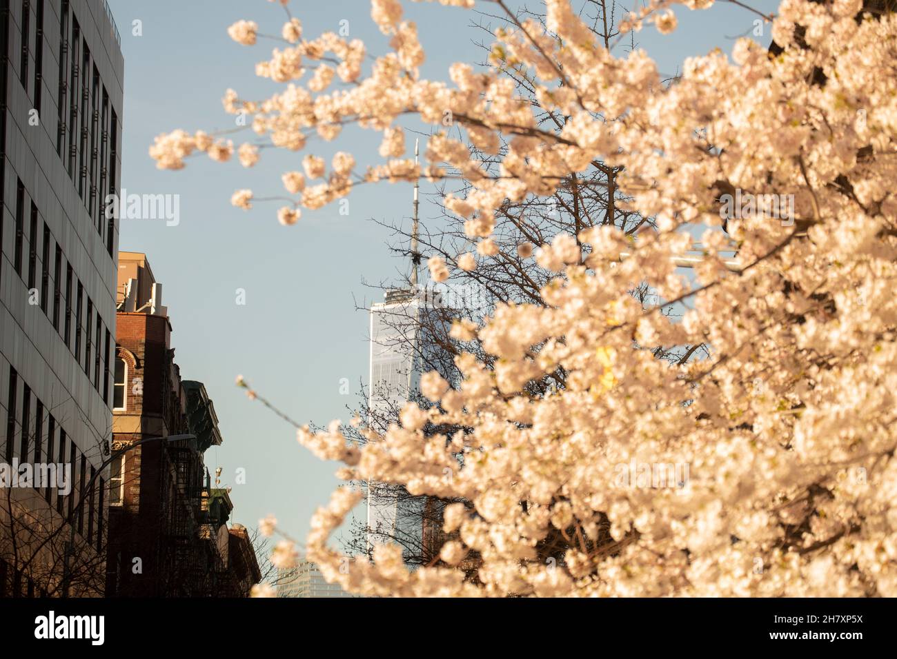 New York, New York, NY, USA : One World Trade Center One World Trade ...