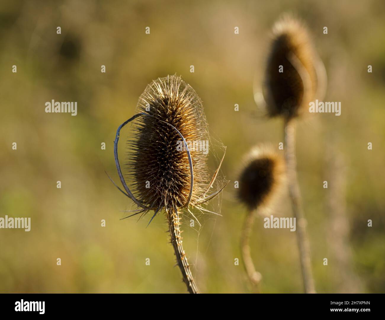 Teasel head spider web hi-res stock photography and images - Alamy