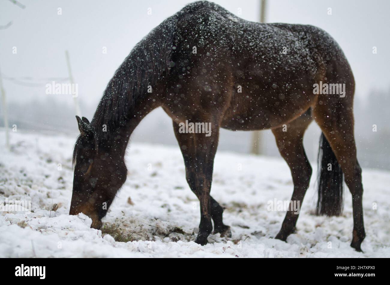 English thoroughbred hi-res stock photography and images - Alamy
