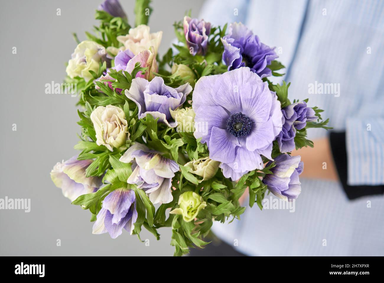 Closeup of a blue and purple gradient poppies anemones. Many flowers ...