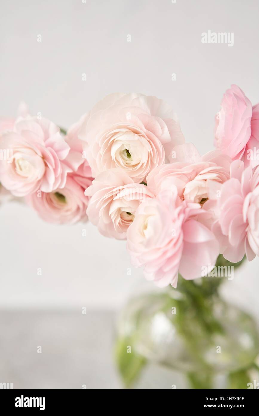 The background of ranunculus colors is gently pink. A riotous peony ...