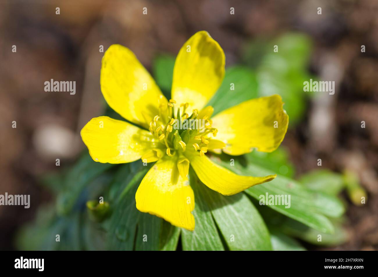 Eranthis hyemalis, flowering plant from family Ranunculaceae Stock ...