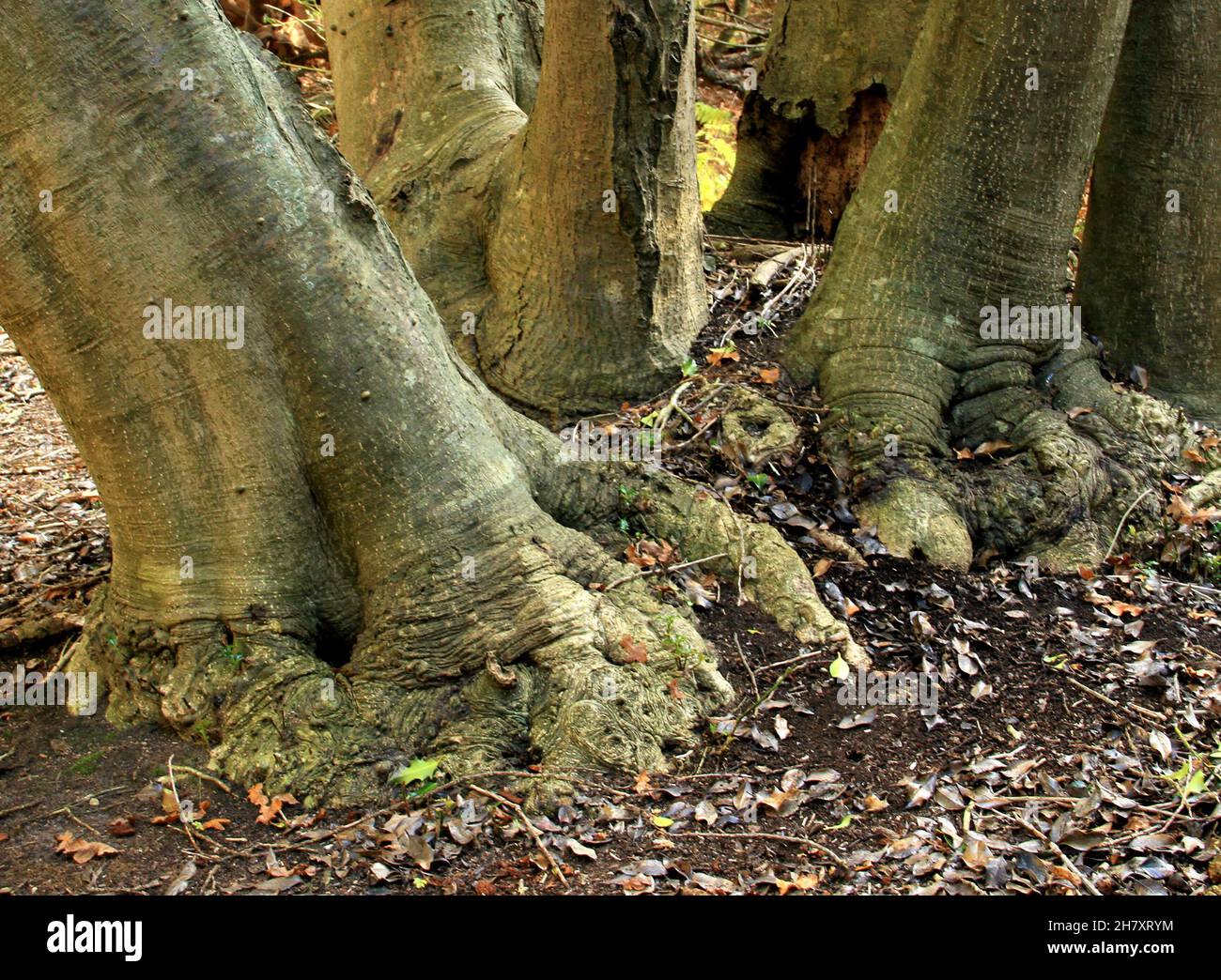 Dramatic tree trunks in Staverton Thicks, Suffolk Stock Photo - Alamy